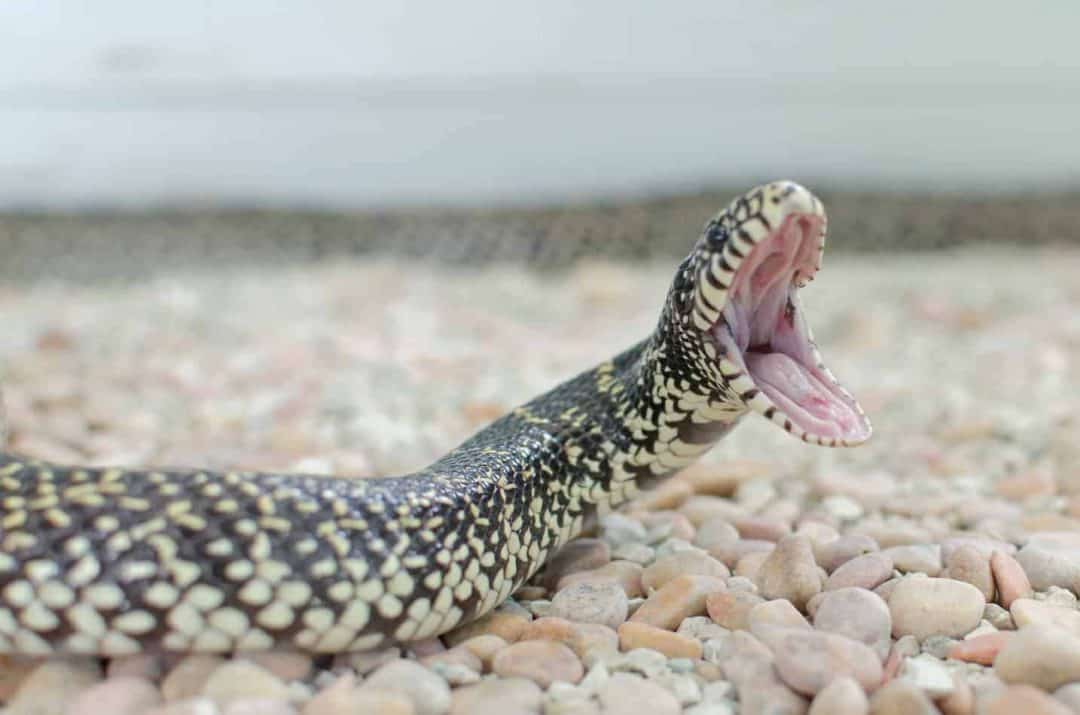 Kingsnakes as Pets: A Complete Guide With Pictures - Embora Pets