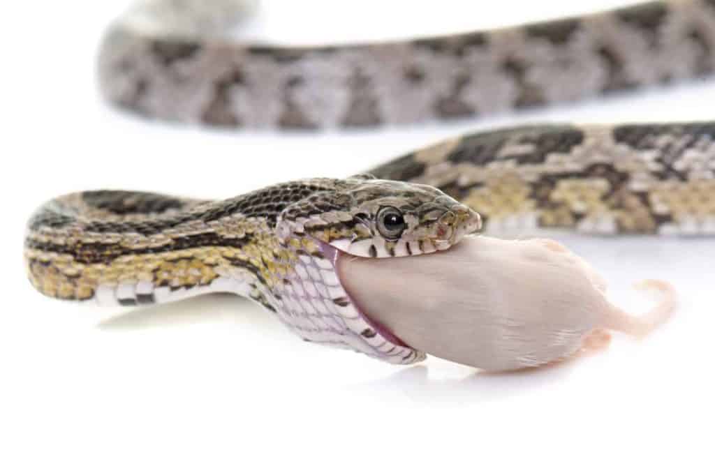 Is There Such a Thing as a Vegetarian Snake? - Embora Pets