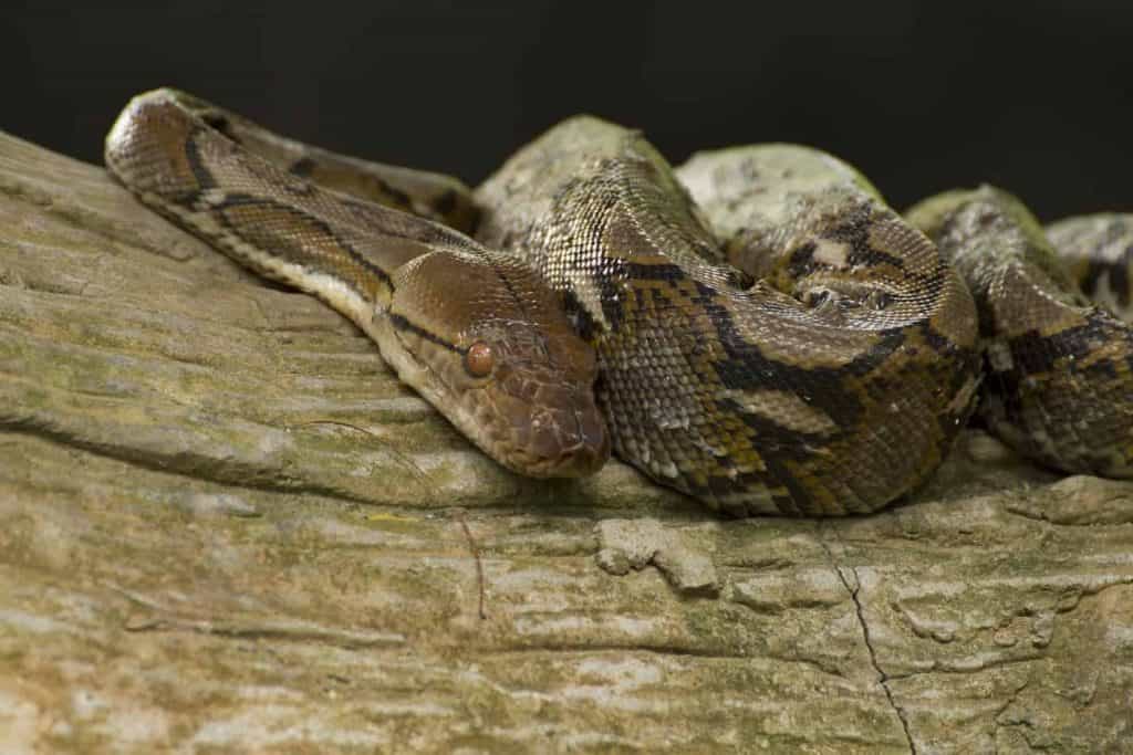 Ball Python Humidity A Complete Care Guide Embora Pets