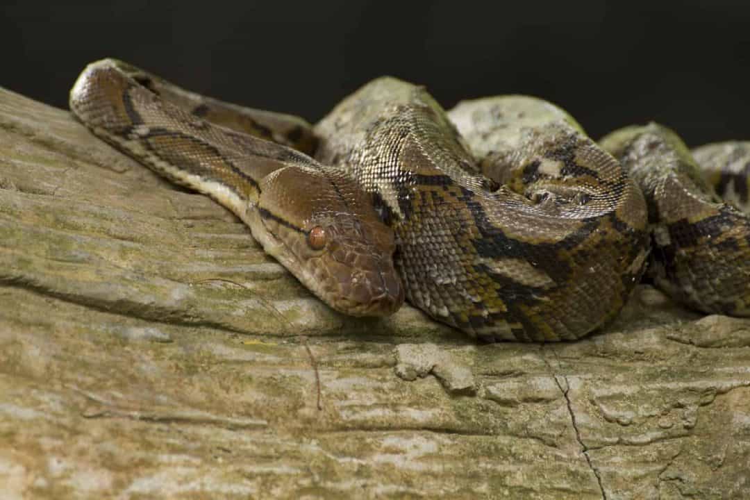 Rosy Boa Snakes: Proper Feeding and Care Schedule - Embora Pets