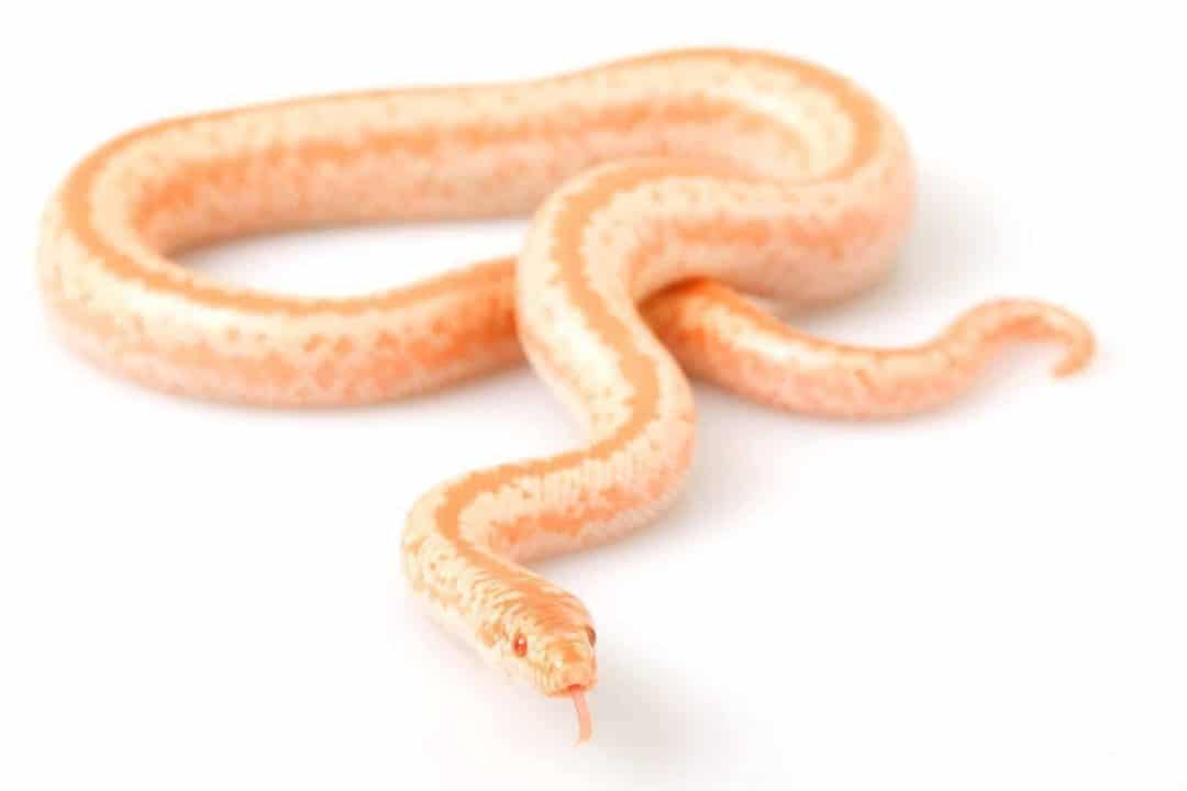 The Florida Corn Snake: 11 Interesting Facts - Embora Pets