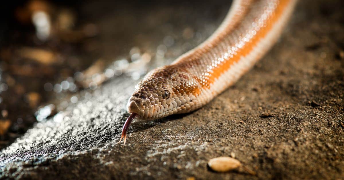 Rosy Boas: How Long They Get and How Fast They Grow - Embora Pets