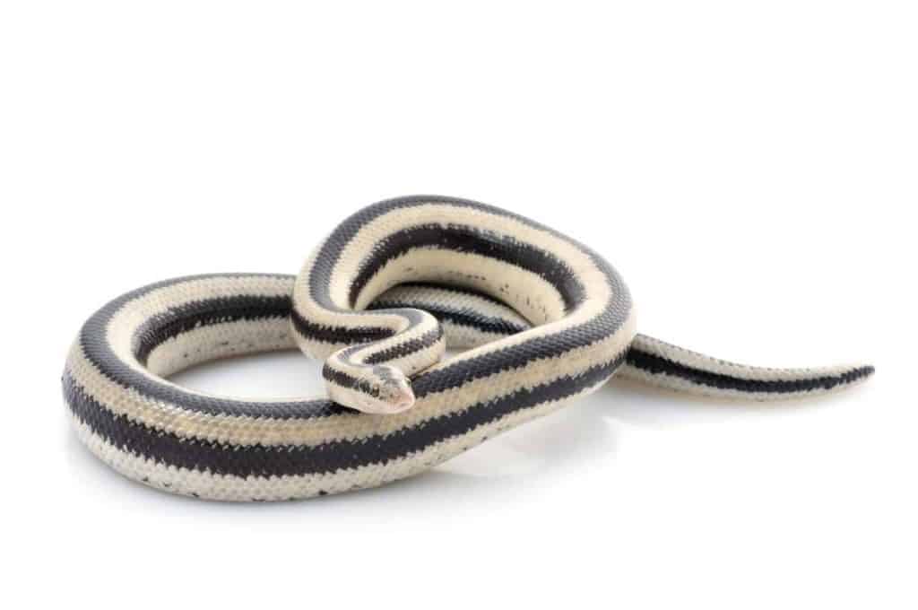 Where to Buy a Pet Snake (Explained!) - Embora Pets