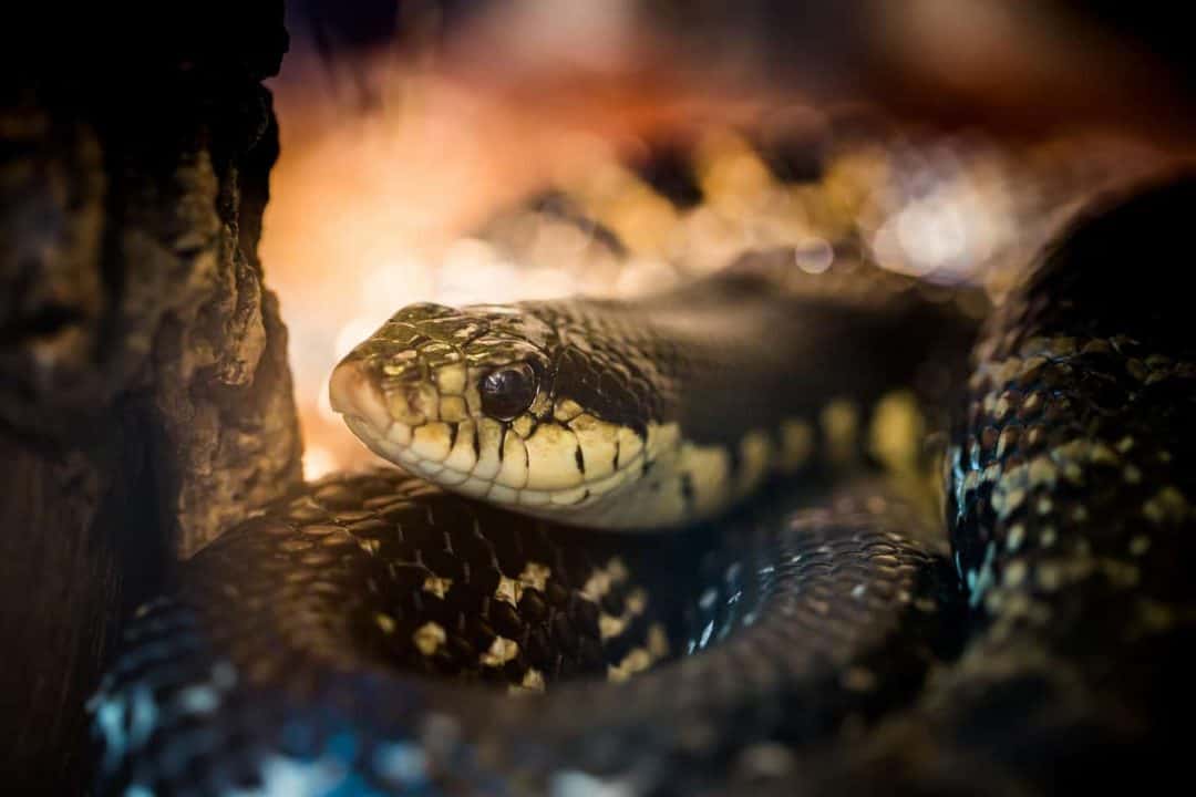 What Is A Chicken Snake? [The Surprising Answer!] - Embora Pets