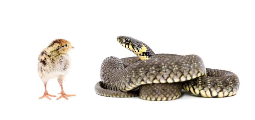 Can Pet Snakes Eat Chicken? - Embora Pets