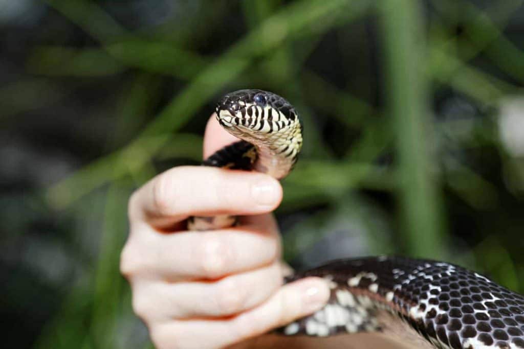 Can Pet Snakes be Affectionate to Their Owners? - Embora Pets