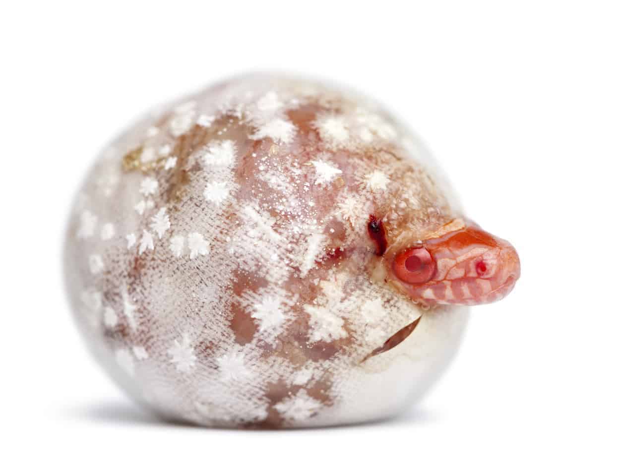 How Many Times A Year Do Rosy Boas Lay Eggs? - Embora Pets