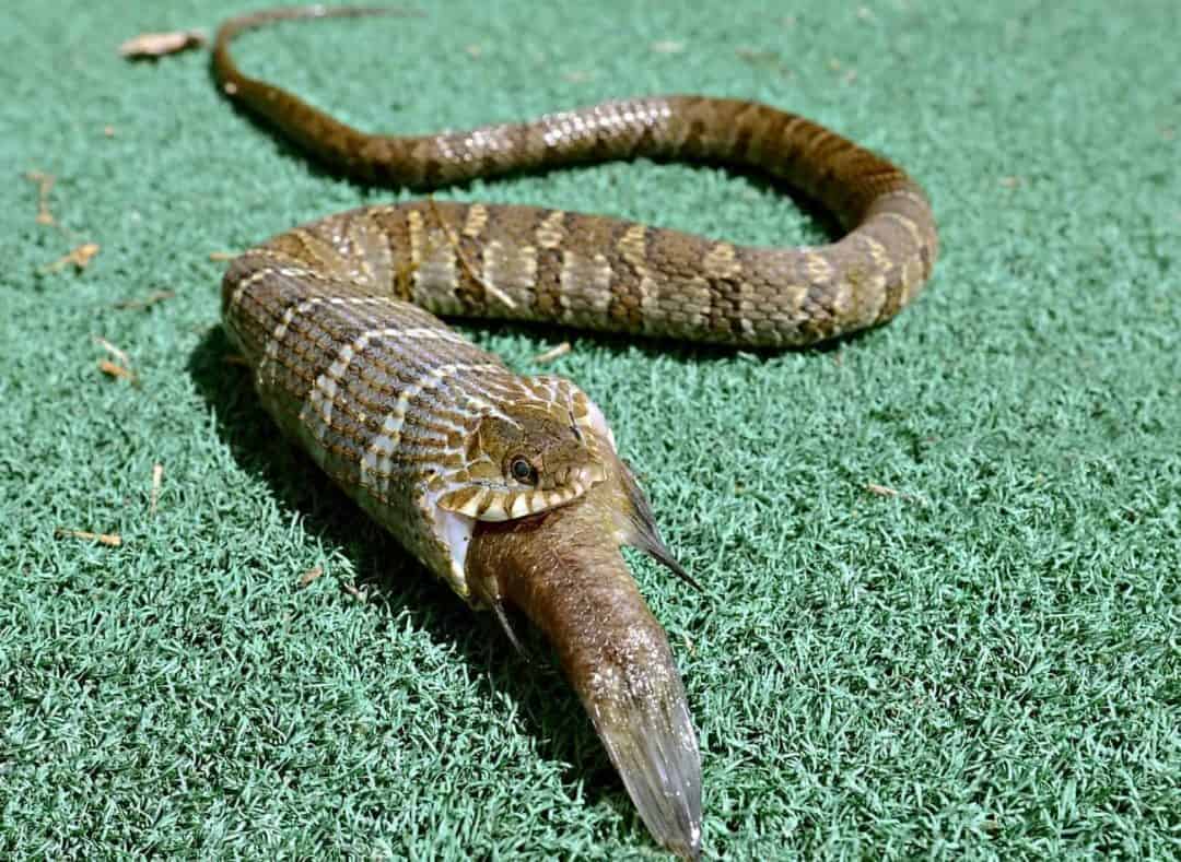 These 5 Snakes Look Similar to Copperheads - Embora Pets