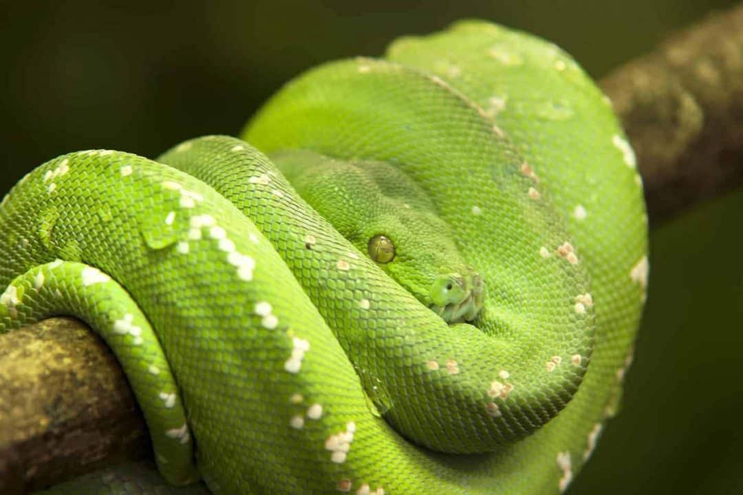 Best Plants for Ball Pythons (What's Safe) - Embora Pets