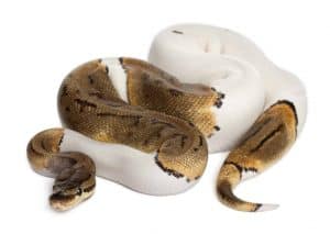 26 Cool Facts About Ball Pythons - Embora Pets