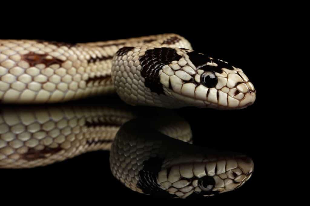 26 Cool Facts About Ball Pythons - Embora Pets