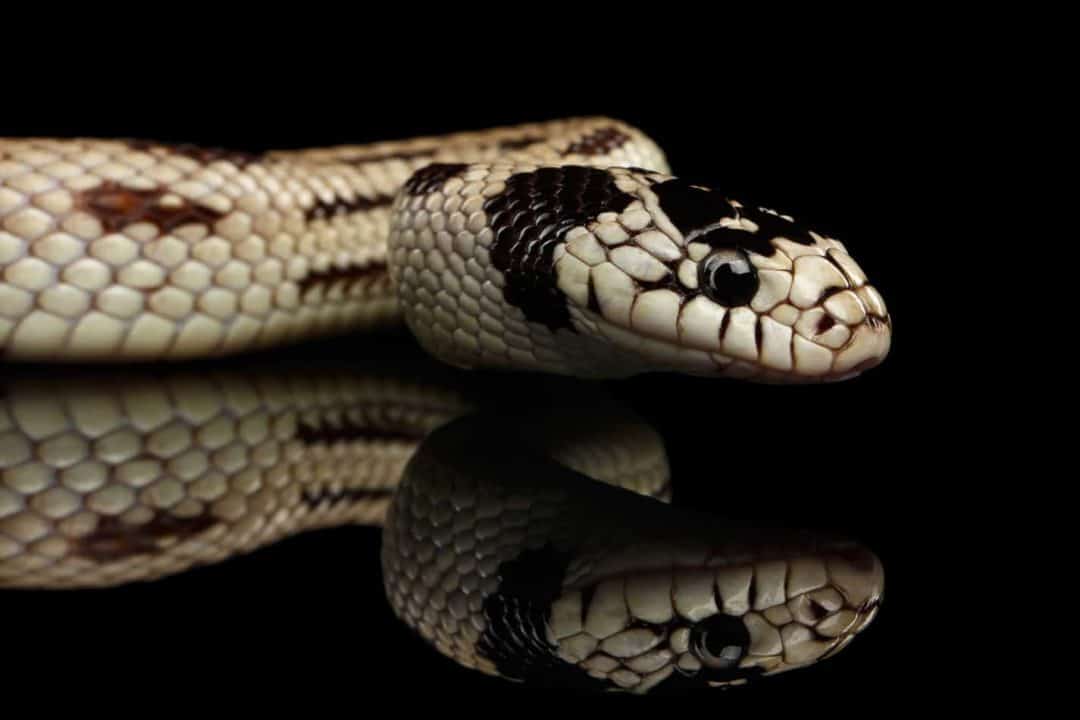 10 Pros And Cons Of Having A Corn Snake As A Pet Embora Pets 10-pros-and-cons-of-having-a-corn-snake-as-a-pet-embora-pets