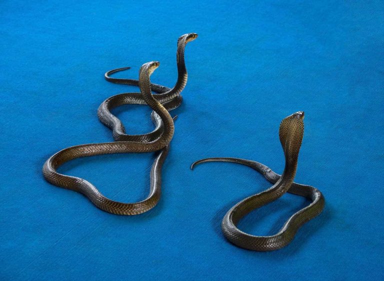 27 Interesting Facts About King Cobras (With Pictures) - Embora Pets
