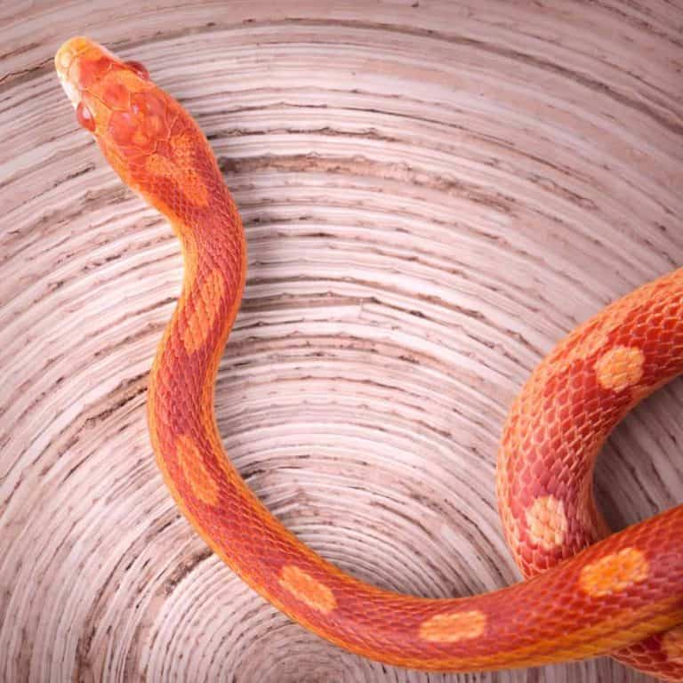 How to Choose Your First Pet Snake (Including Pictures and Costs ...