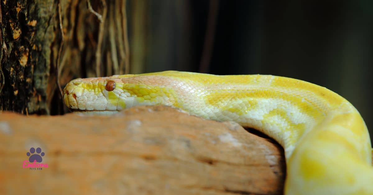 Albino Ball Pythons: 13 Cool Facts - Embora Pets