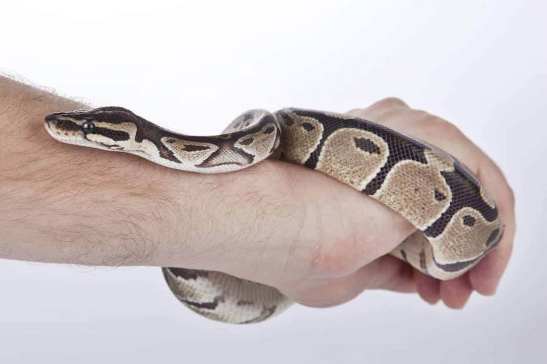 How to Breed a Ball Python (With Timeline and Pictures) - Embora Pets