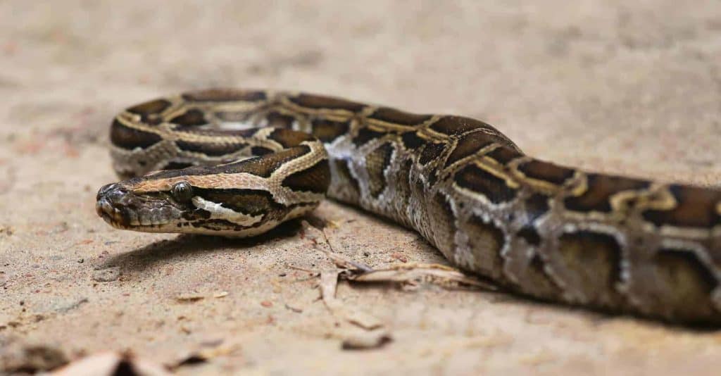 How Long do Burmese Pythons Get (and How Long it Takes Them to Grow ...