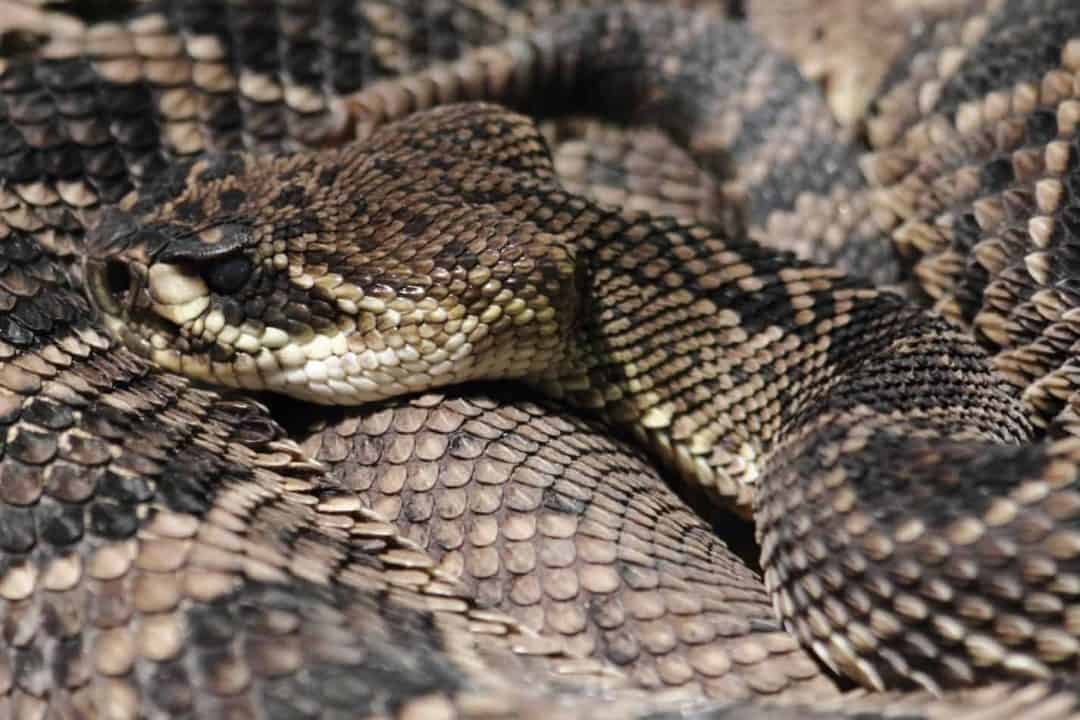 How Long Do Rattlesnakes Get (And How Long Do They Take to Grow ...