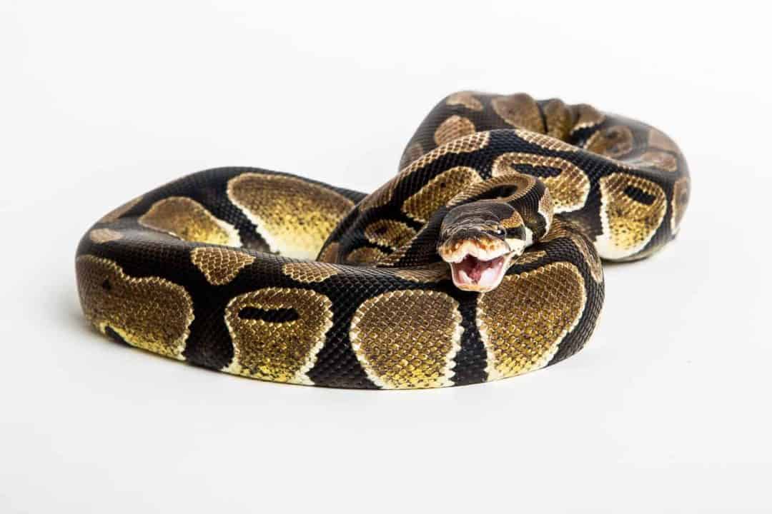 Piebald Ball Pythons: A Complete Guide with Pictures and Facts - Embora ...