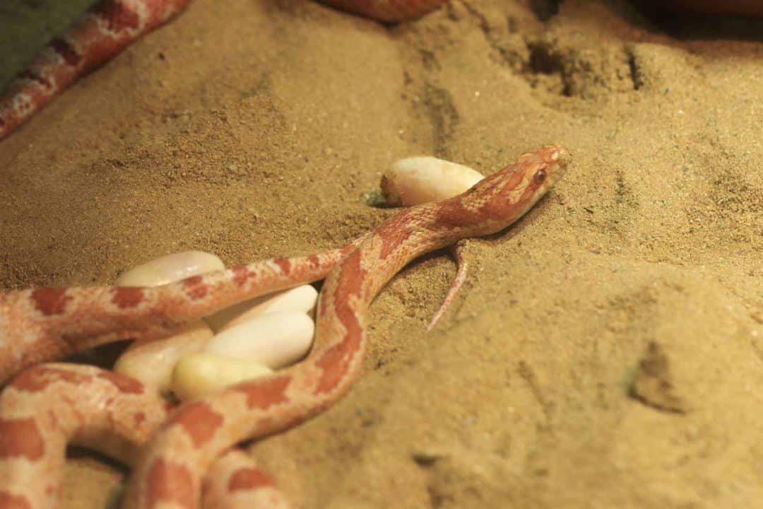 How Long Do Milk Snakes Get (and How Long it Takes to Grow)? - Embora Pets