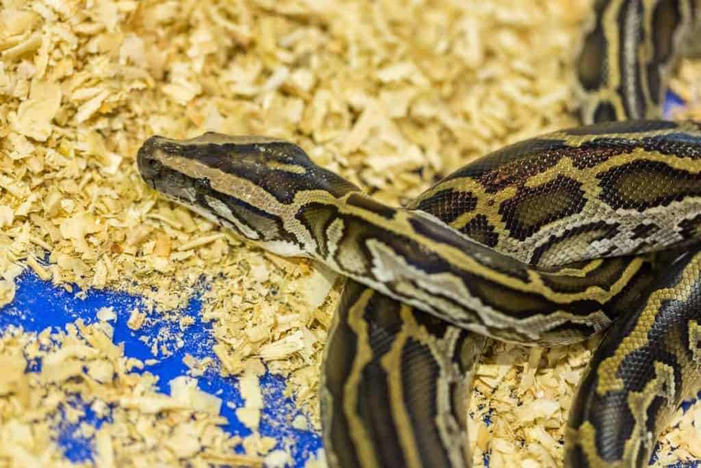 Blue Eyed Leucistic Ball Pythons: Everything You Need to Know - Embora Pets