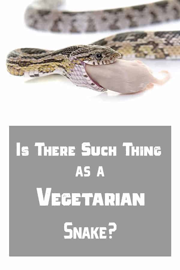 Is There Such a Thing as a Vegetarian Snake? – Embora Pets