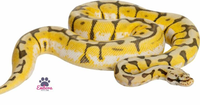 Best Heat Lamps for Ball Pythons - Embora Pets