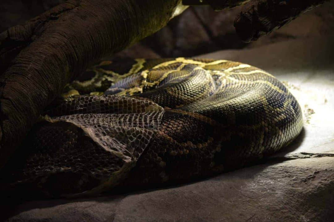 26 Cool Facts About Ball Pythons - Embora Pets