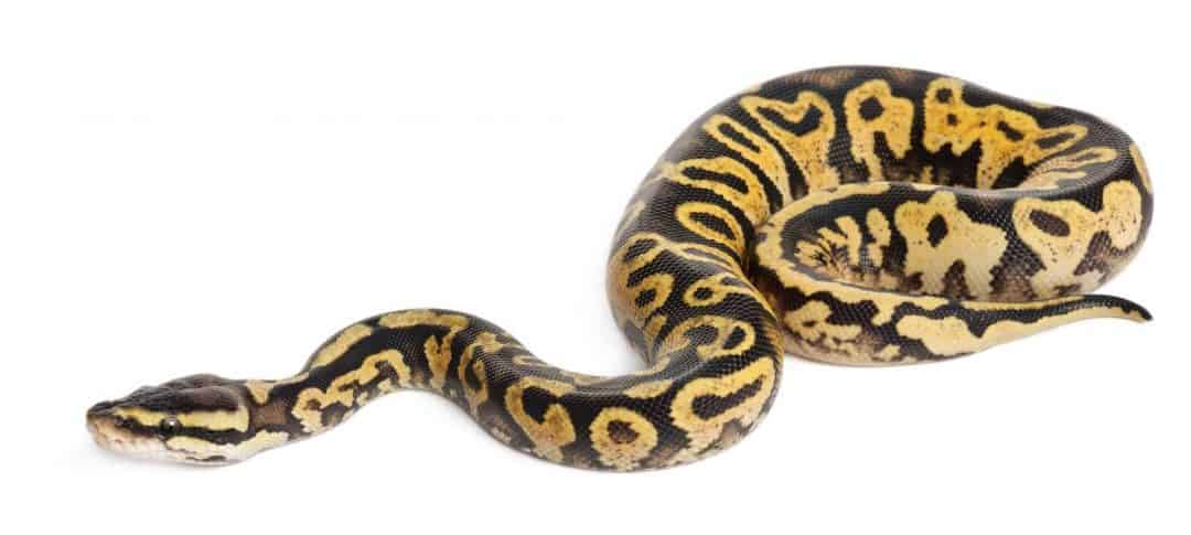 Bumblebee Ball Pythons: 10 Cool Facts With Pictures - Embora Pets