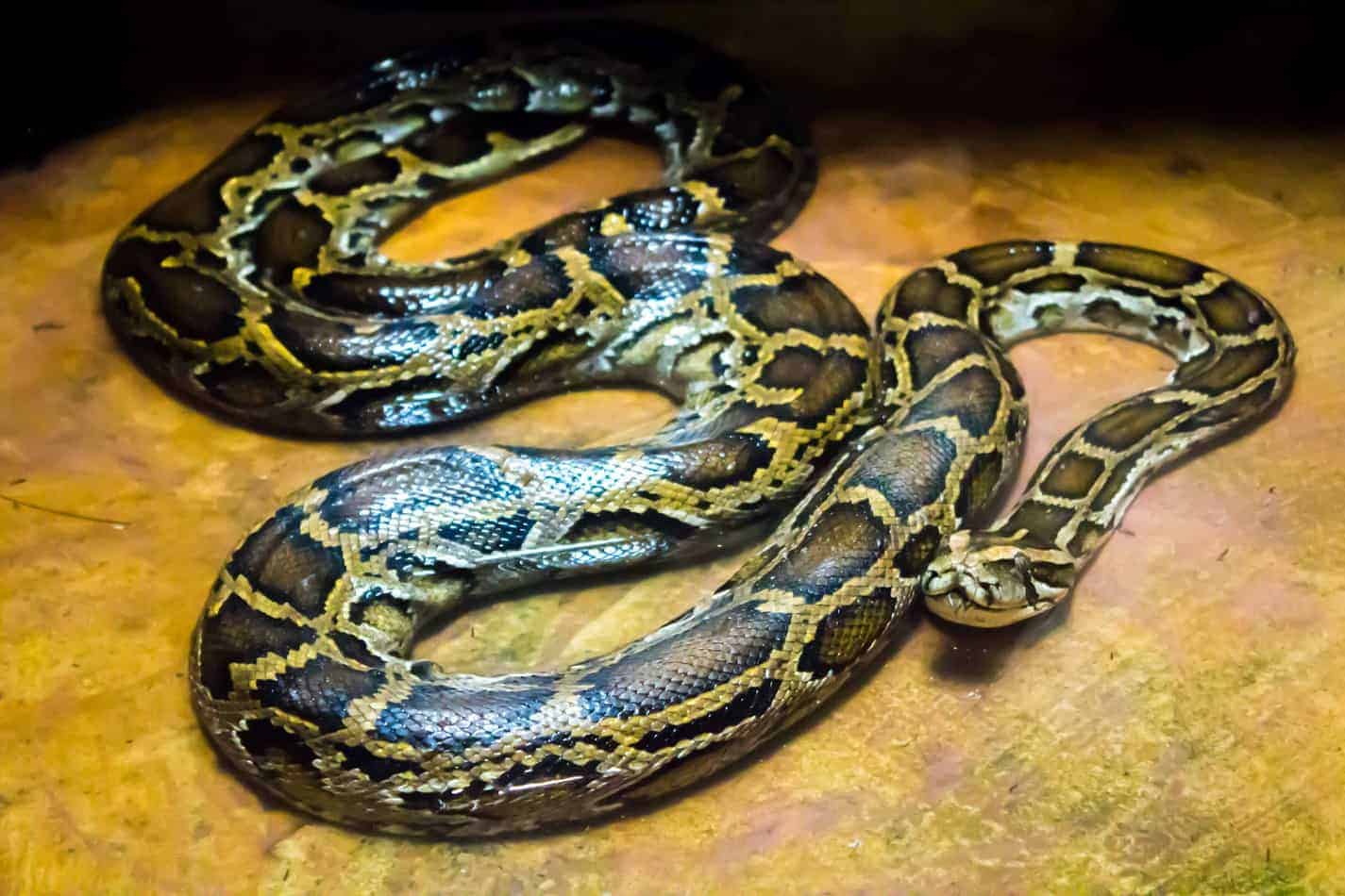 The Biggest Snake In The World with Facts And Pictures Embora Pets