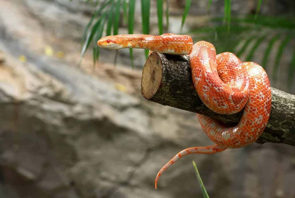 buyer-s-guide-bedding-for-corn-snakes-embora-pets