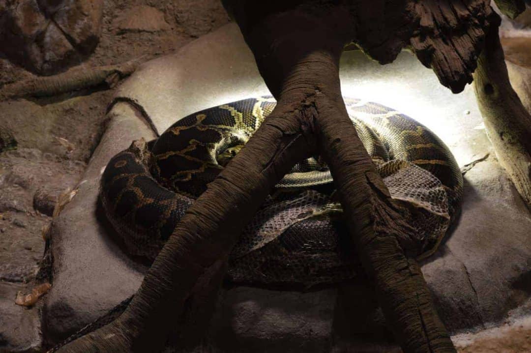 Kingsnakes as Pets: A Complete Guide With Pictures - Embora Pets