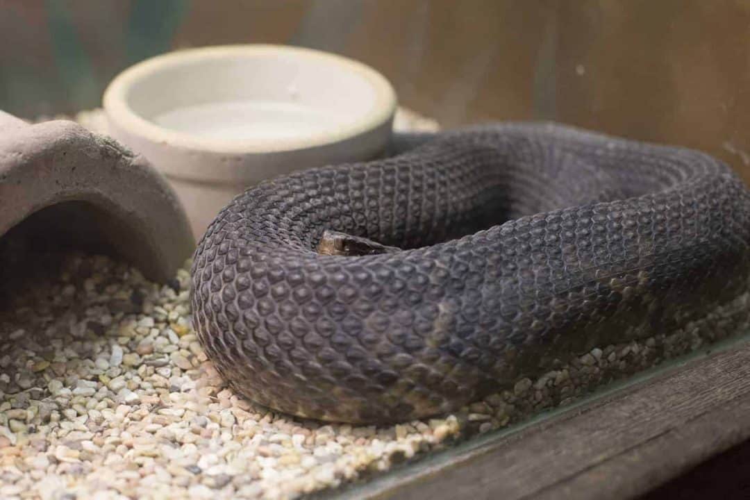 Lifespan of Pet Snakes for the Most Popular Breeds - Embora Pets