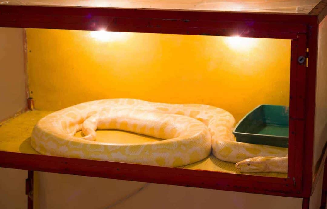 Kingsnakes as Pets: A Complete Guide With Pictures - Embora Pets