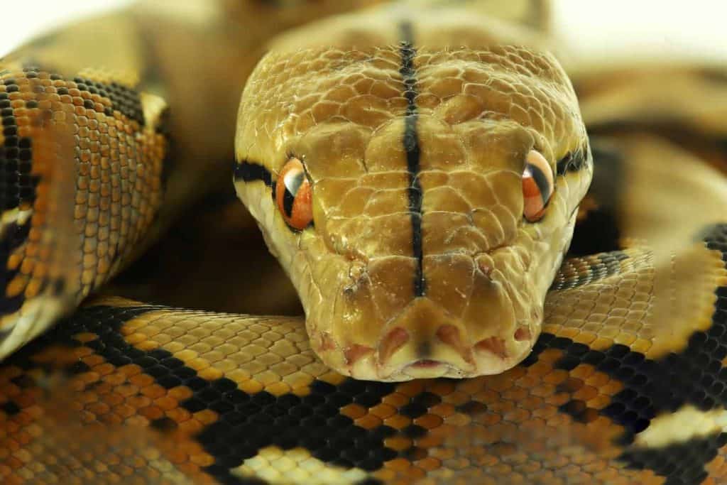 Can Ball Pythons See? - Embora Pets