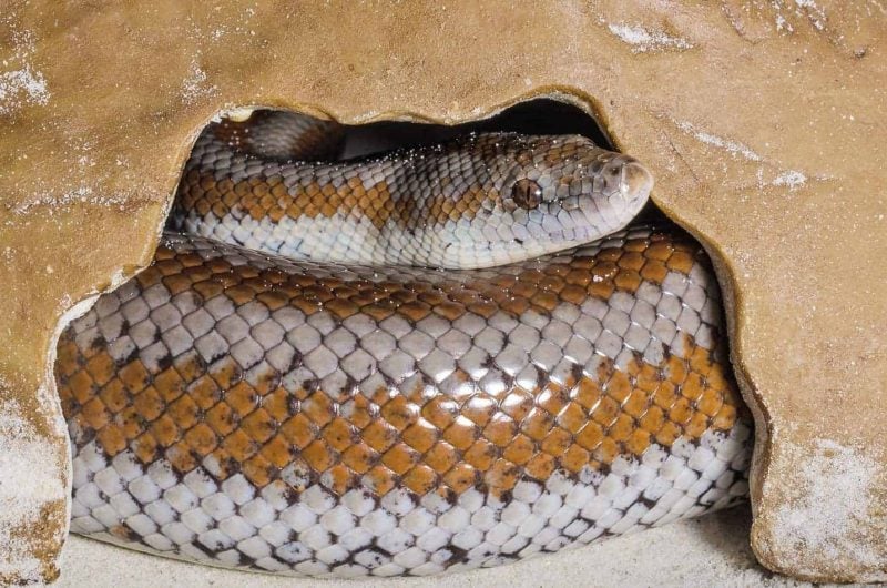 What's the Temperament of a Rosy Boa Snake? - Embora Pets