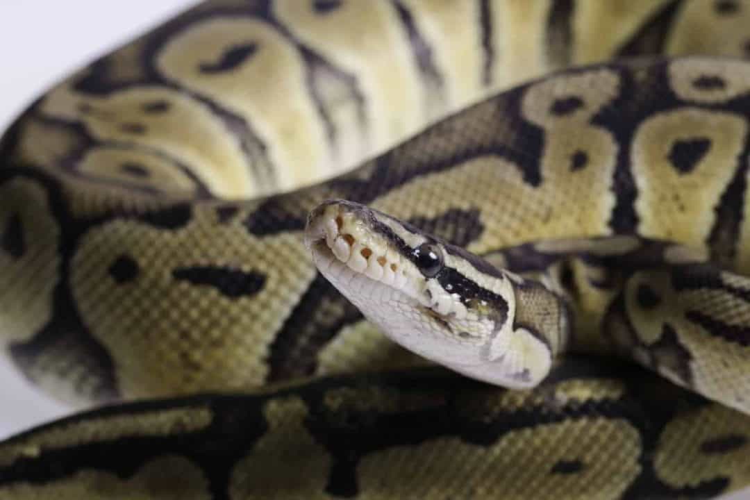 Pastel Ball Pythons: Everything You Need to Know - Embora Pets