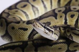 Pastel Ball Pythons: Everything You Need to Know - Embora Pets