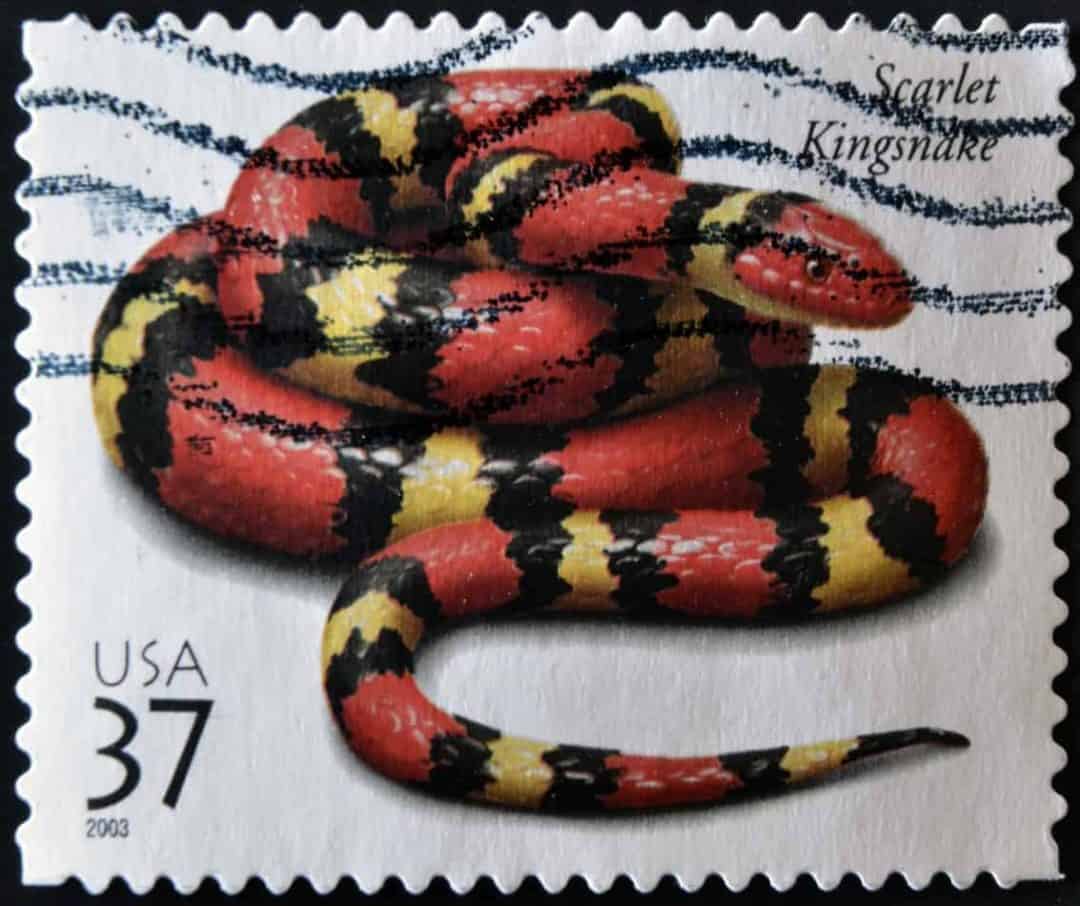 Scarlet King Snakes: Habitat, Diet, and 6 Interesting Facts – Embora Pets