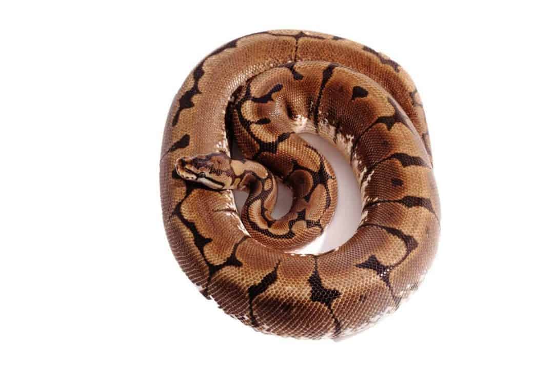 26 Cool Facts About Ball Pythons - Embora Pets