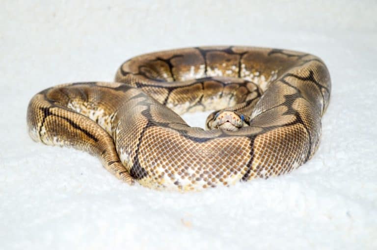 Can Ball Pythons Hear? - Embora Pets