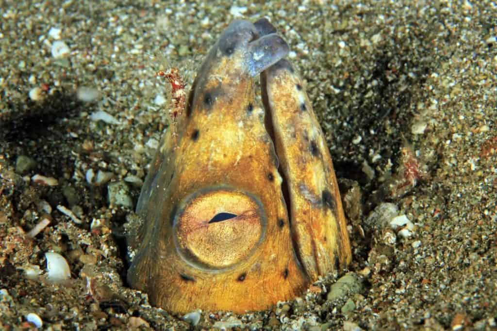 Fangtooth Snake Eels: Interesting Facts and Bite Information - Embora Pets