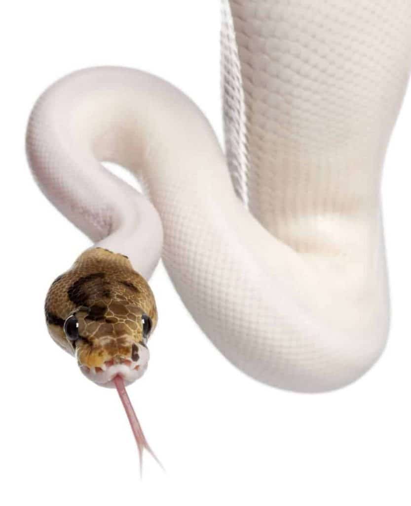 Piebald Ball Pythons: A Complete Guide with Pictures and Facts - Embora ...