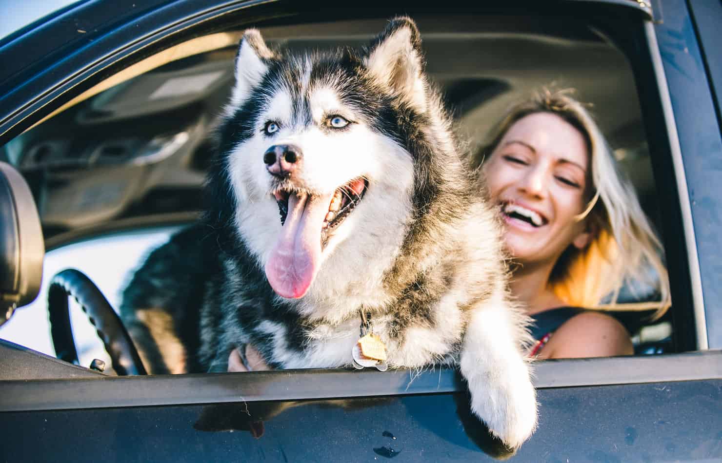 Choosing a Husky Mix Breed: Which is Best for Your Home? - Embora Pets