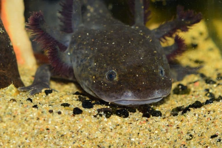 Axolotl Color Guide: How to Pick the Right Color Axolotl for You ...