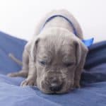 Can Great Danes Live in Apartments? A Complete Guide - Embora Pets