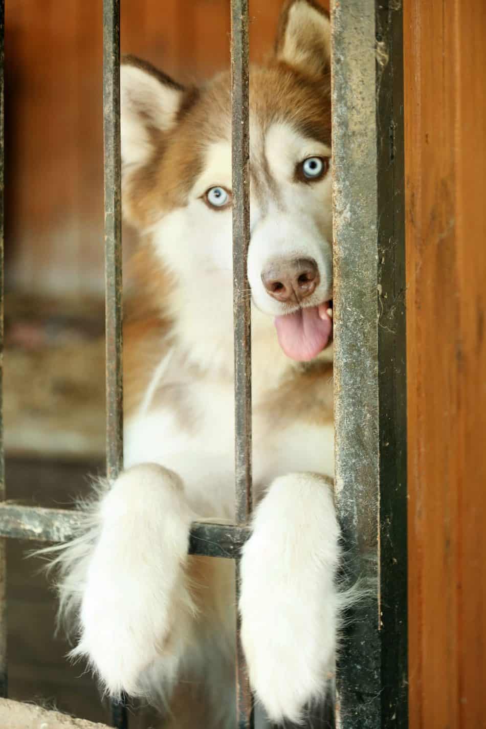 Husky Rescue Guide: How to find one, and what it will be like - Embora Pets