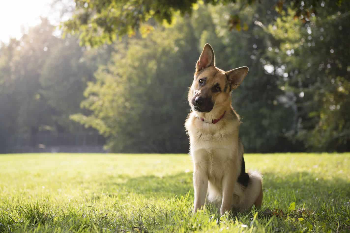 German Shepherd Intelligence: How Smart Can You Expect Them to Be ...