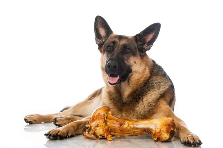 Can German Shepherds Chew on Bones? - Embora Pets