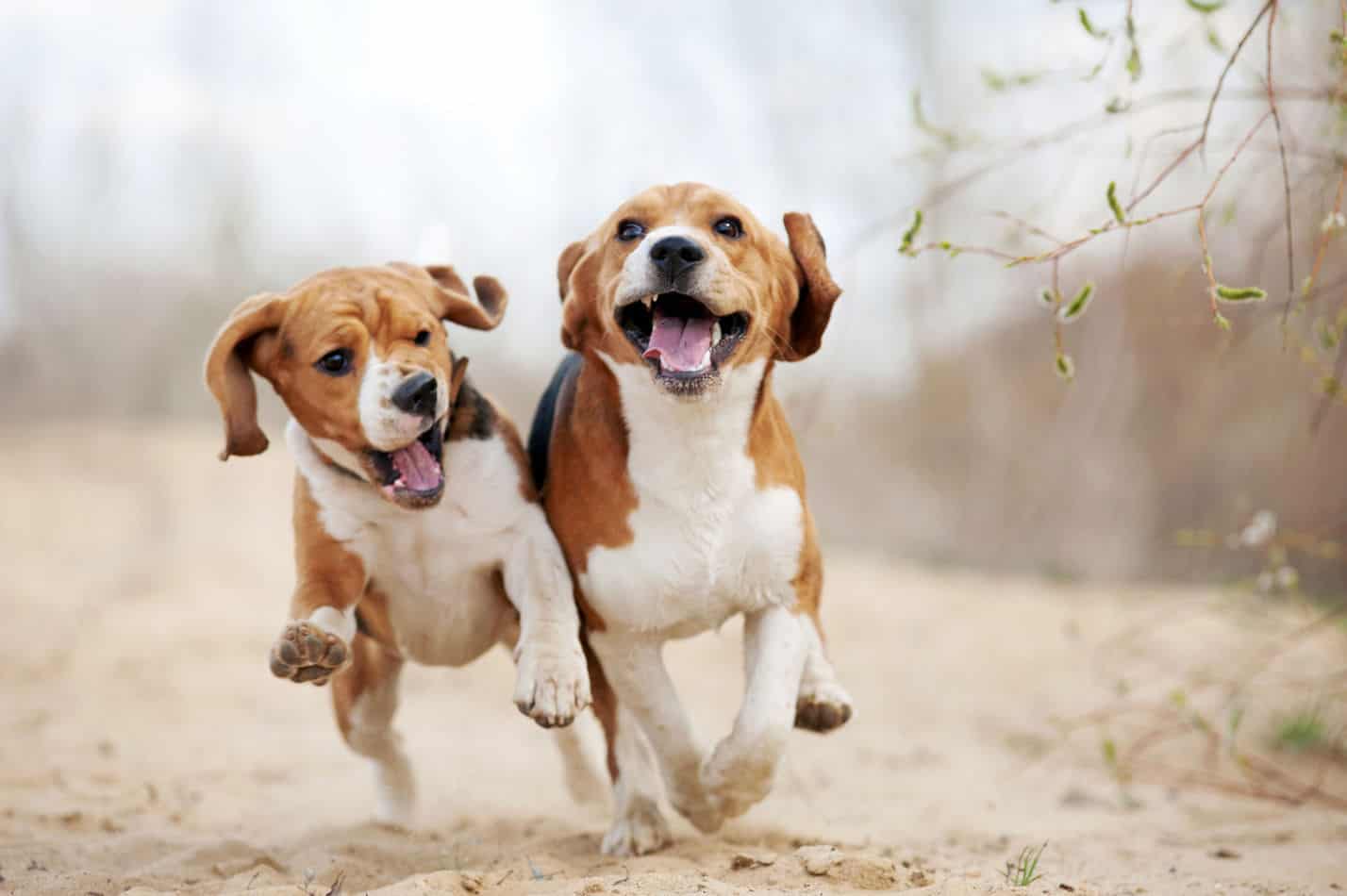 Can Beagles Run Long Distances? - Embora Pets